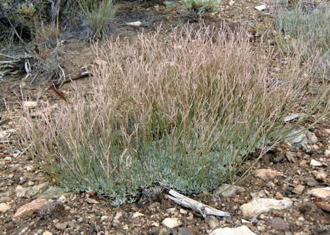 Wright's Buckwheat, Eriogonum wrightii var. subscaposum